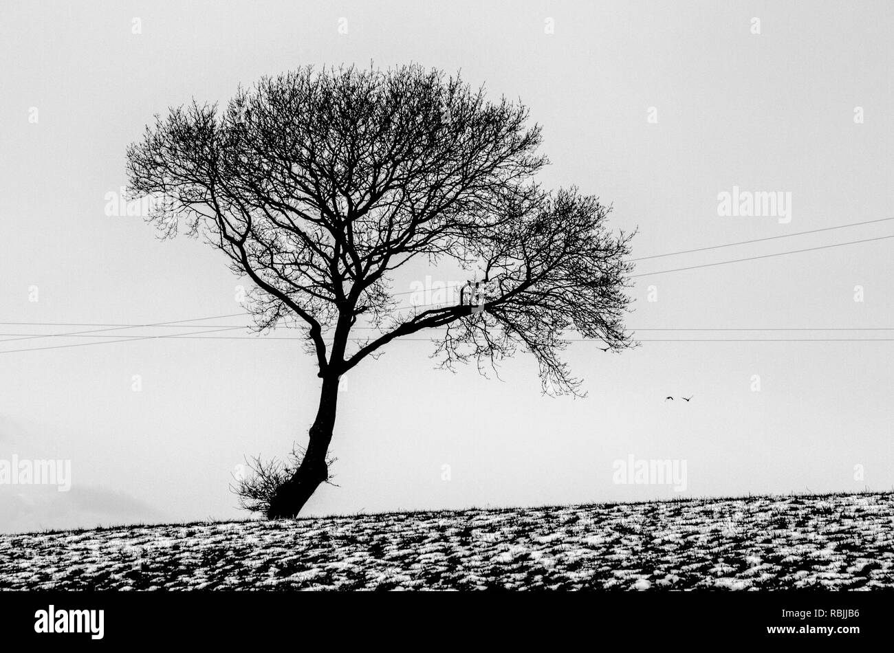 Tree in Snow Stock Photo - Alamy