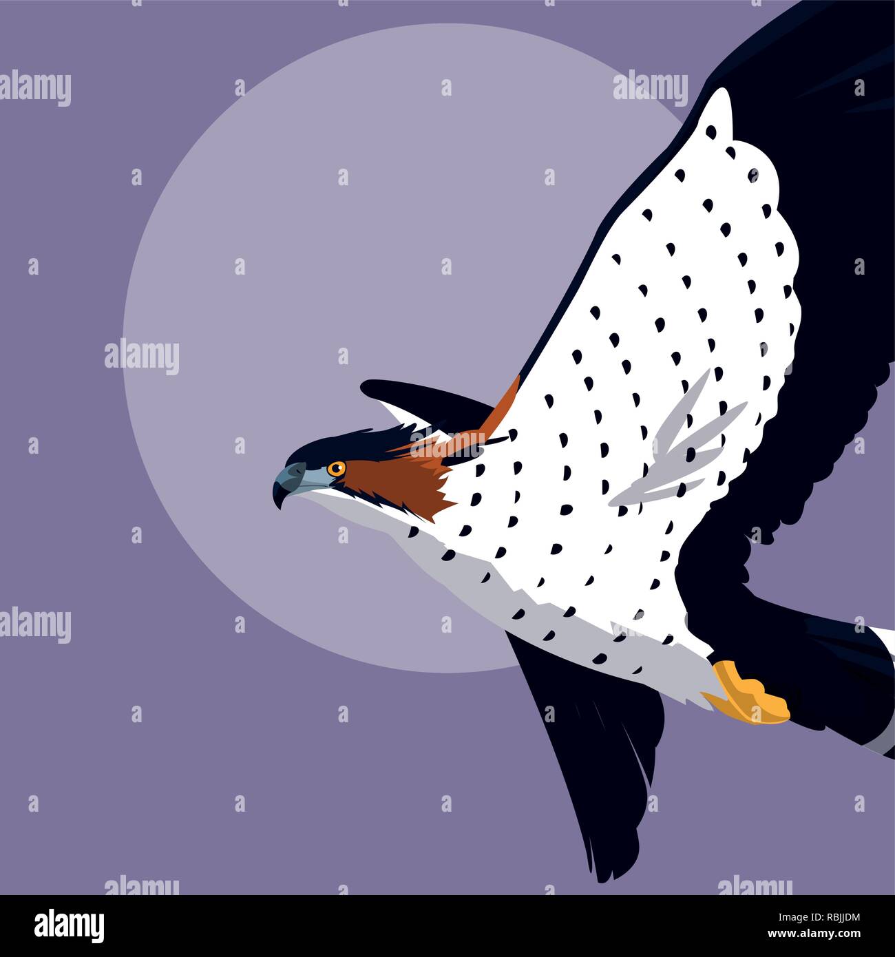 imposing hawk bird flying vector illustration design Stock Vector Image ...
