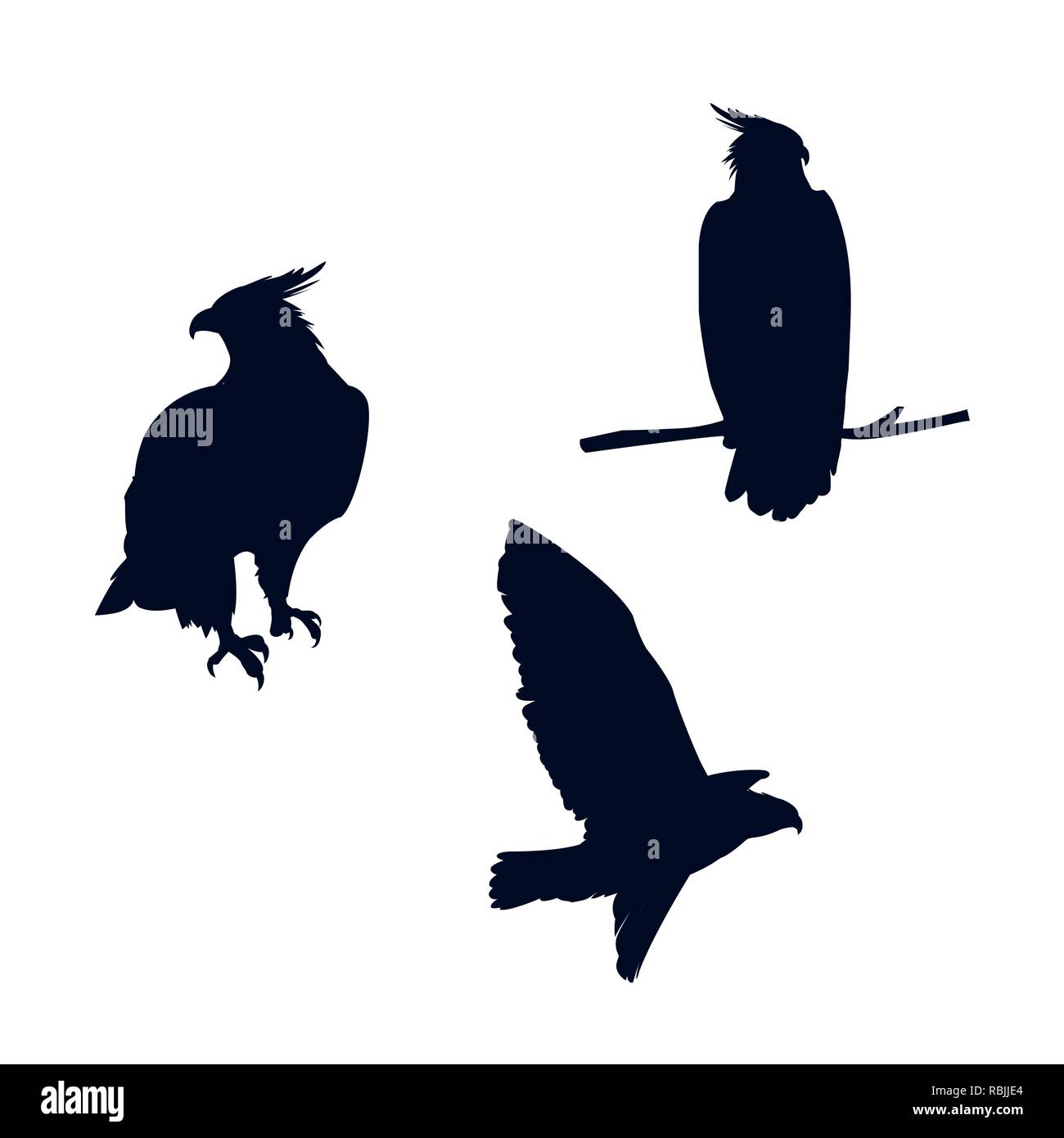 hawks birds silhouettes with different poses vector illustration design ...