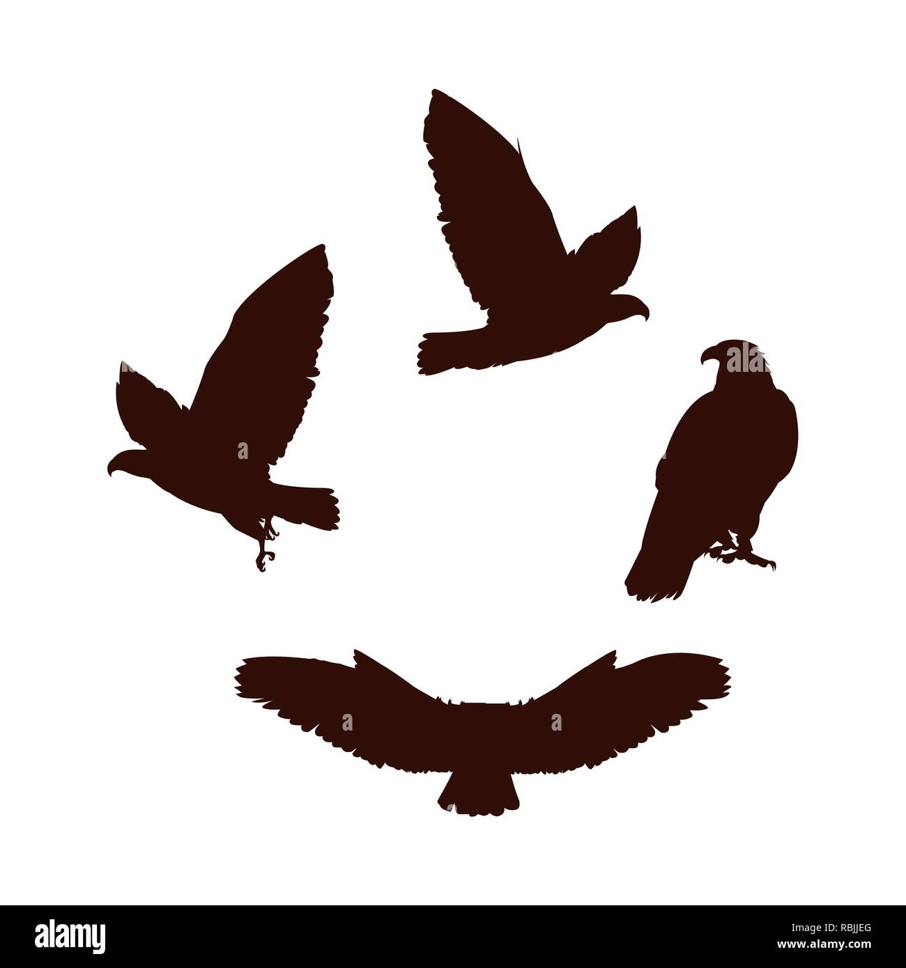 hawks birds silhouettes with different poses vector illustration design ...