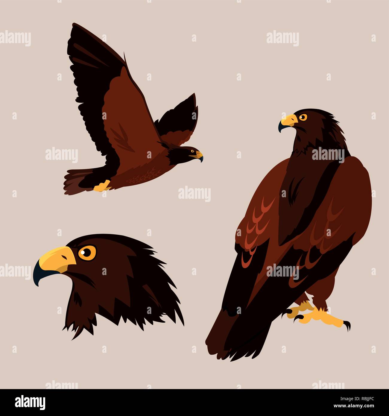 imposing hawks birds with different poses vector illustration design ...