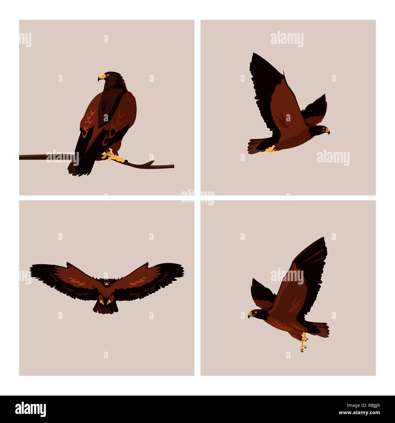 imposing hawks birds with different poses vector illustration design ...
