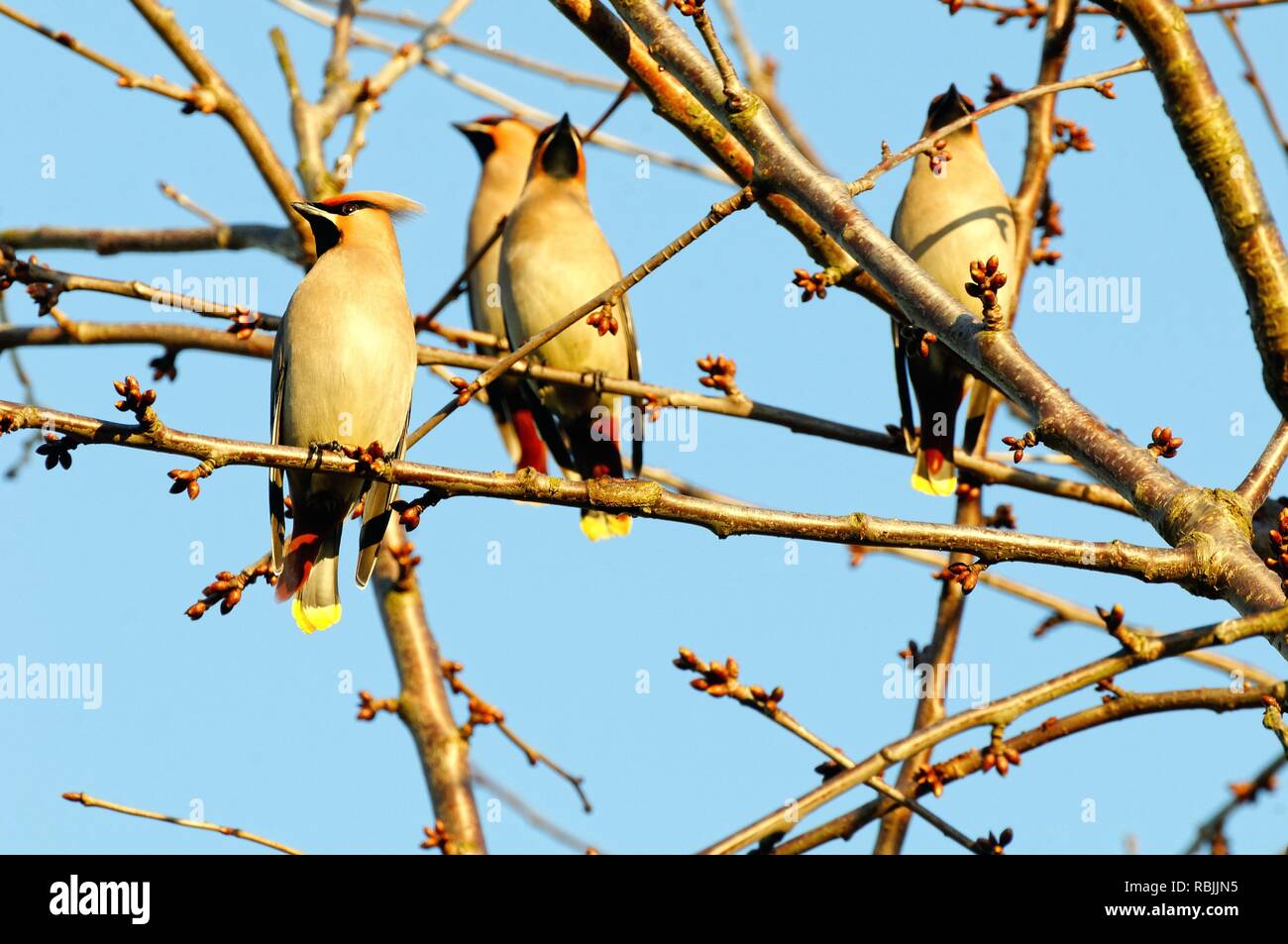 Waxwings flock uk hi-res stock photography and images - Alamy