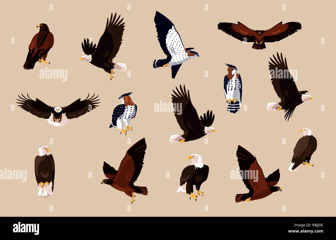 hawks and eagles birds with different poses vector illustration design ...