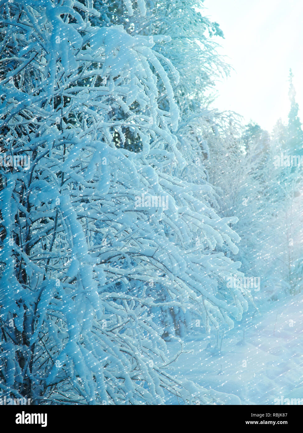Winter landscape. snow-covered branches of trees and shrubs Stock Photo ...
