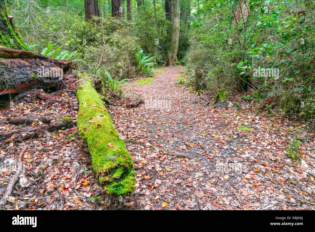 Native trees nz hi-res stock photography and images - Alamy