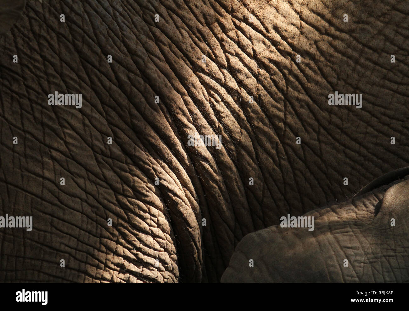 Wrinkly skin close up hi-res stock photography and images - Alamy
