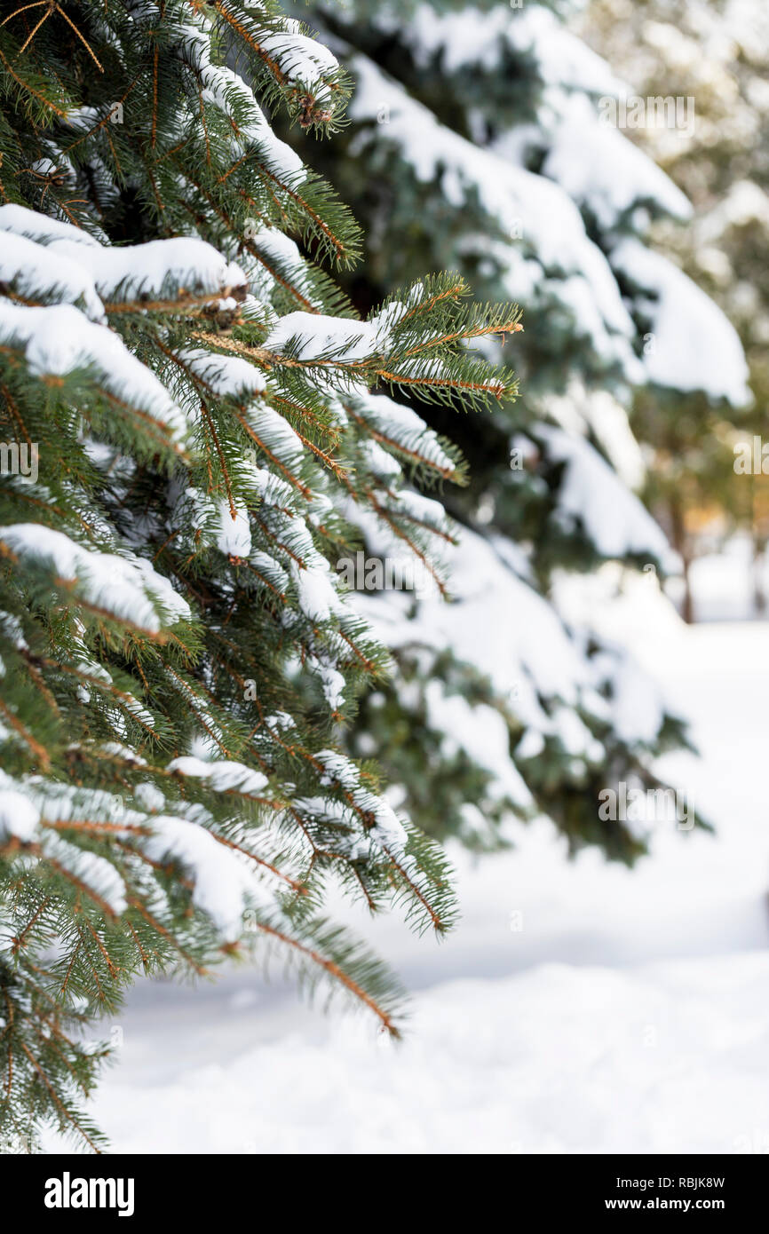 Winter fluffy brunch evergreen spruce tree with snow on it in forest ...