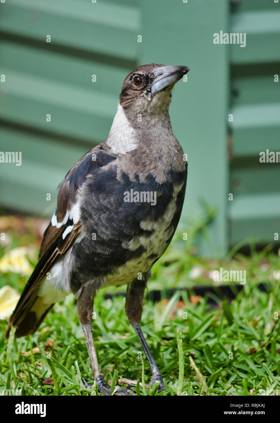 Australian magpies hi-res stock photography and images - Alamy