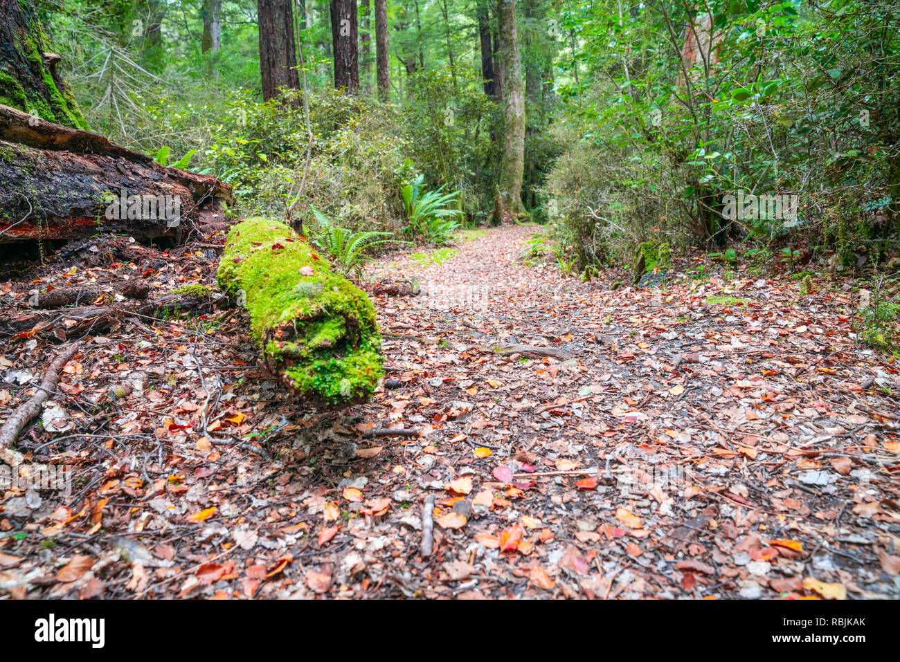 Native trees nz hi-res stock photography and images - Alamy