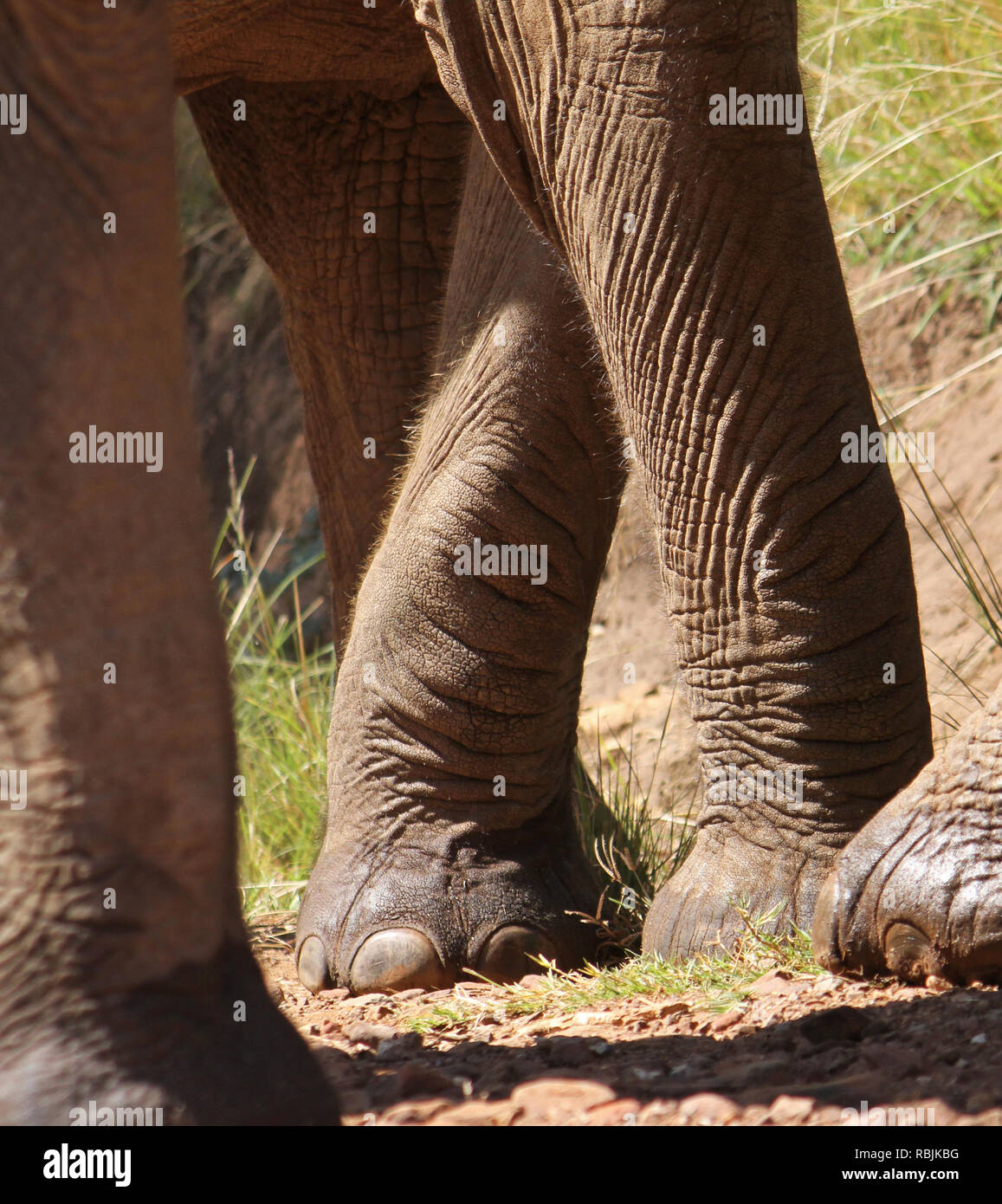 Legs of a group of elephants standing together in a South African ...