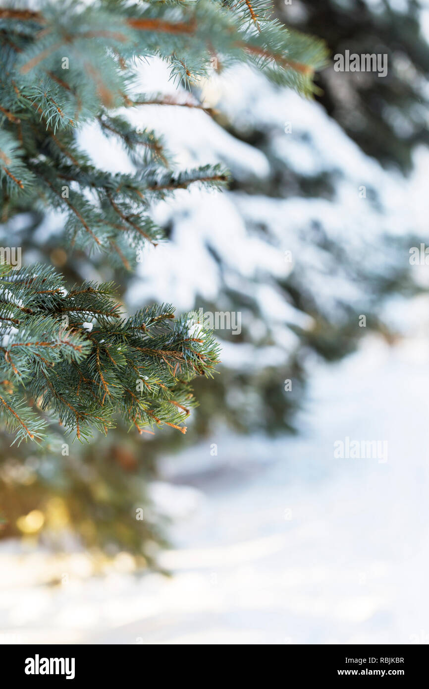 Winter fluffy brunch evergreen spruce tree with snow on it in russian ...