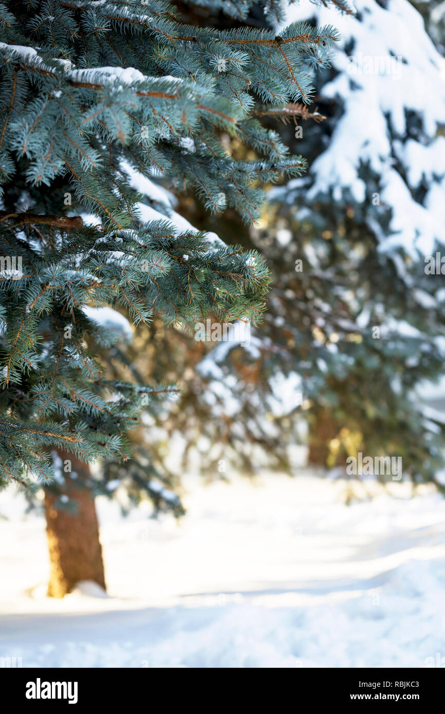 Winter fluffy brunch evergreen spruce tree with snow on it in russian ...