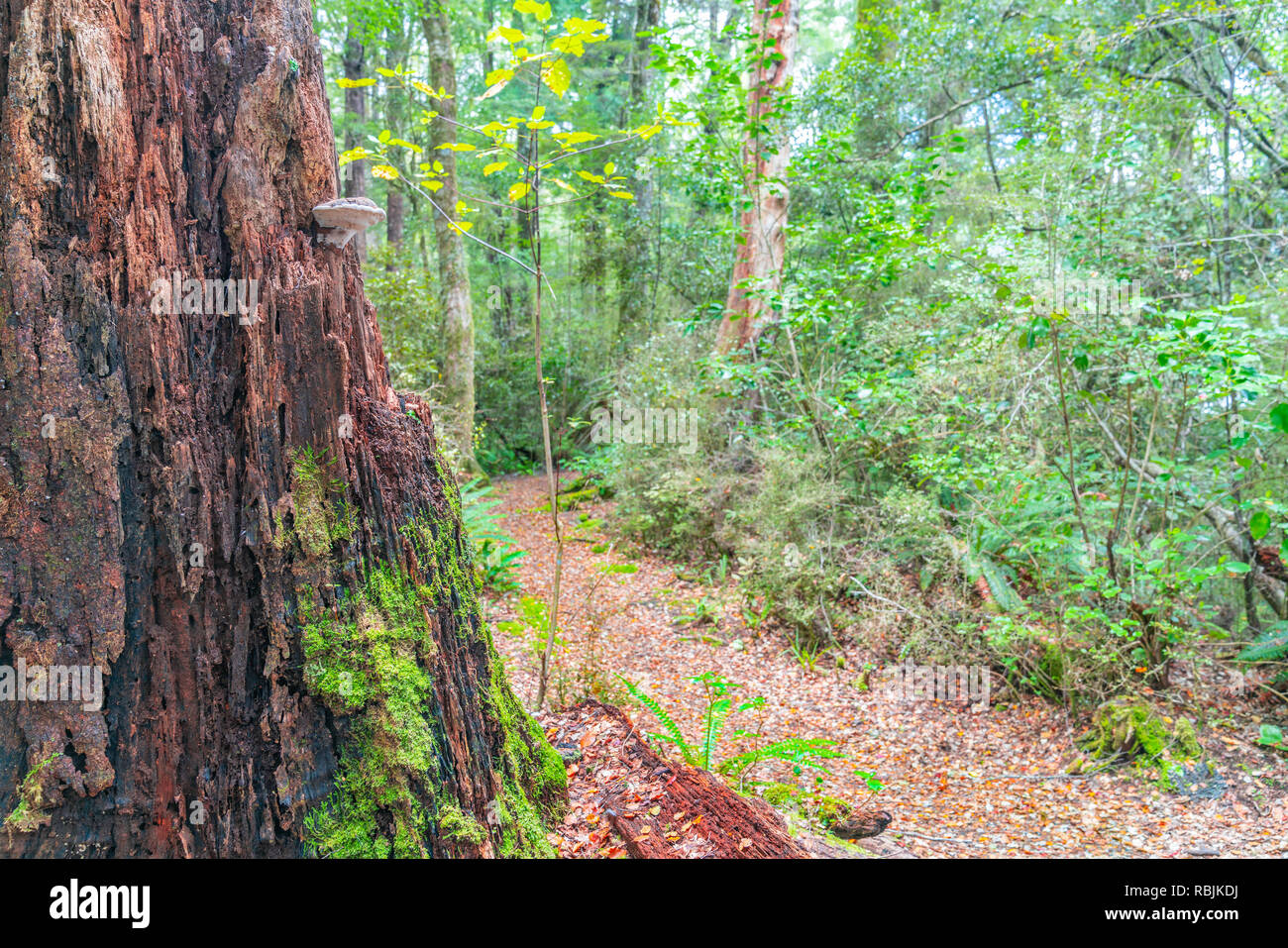 Nelson lakes walk hi-res stock photography and images - Alamy