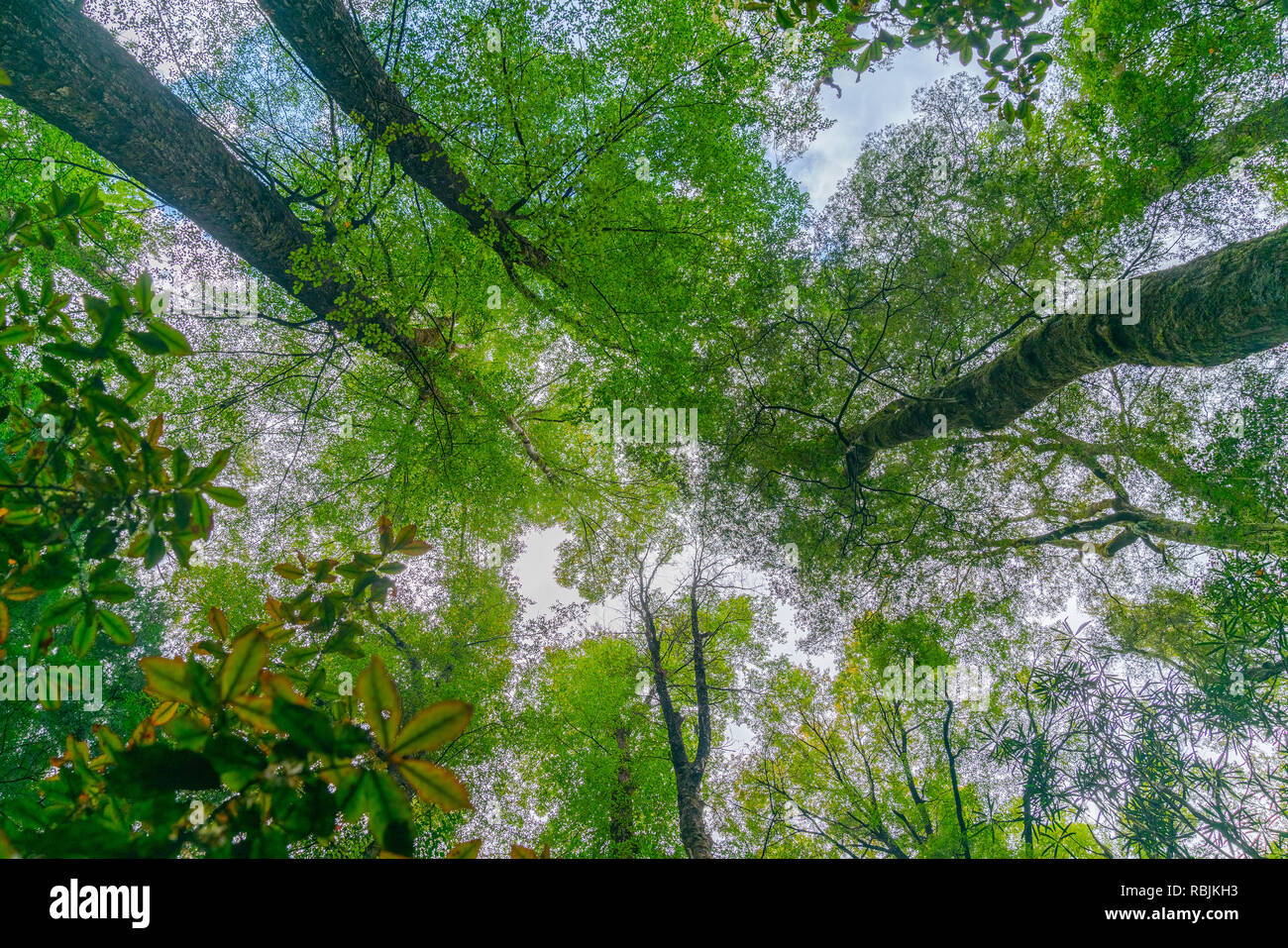 Trees Looking Up Leaves High Resolution Stock Photography and Images ...