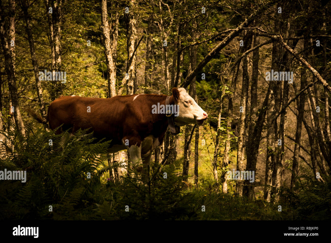 Portrait of a lonely cow in the middle of the forest in the evening ...