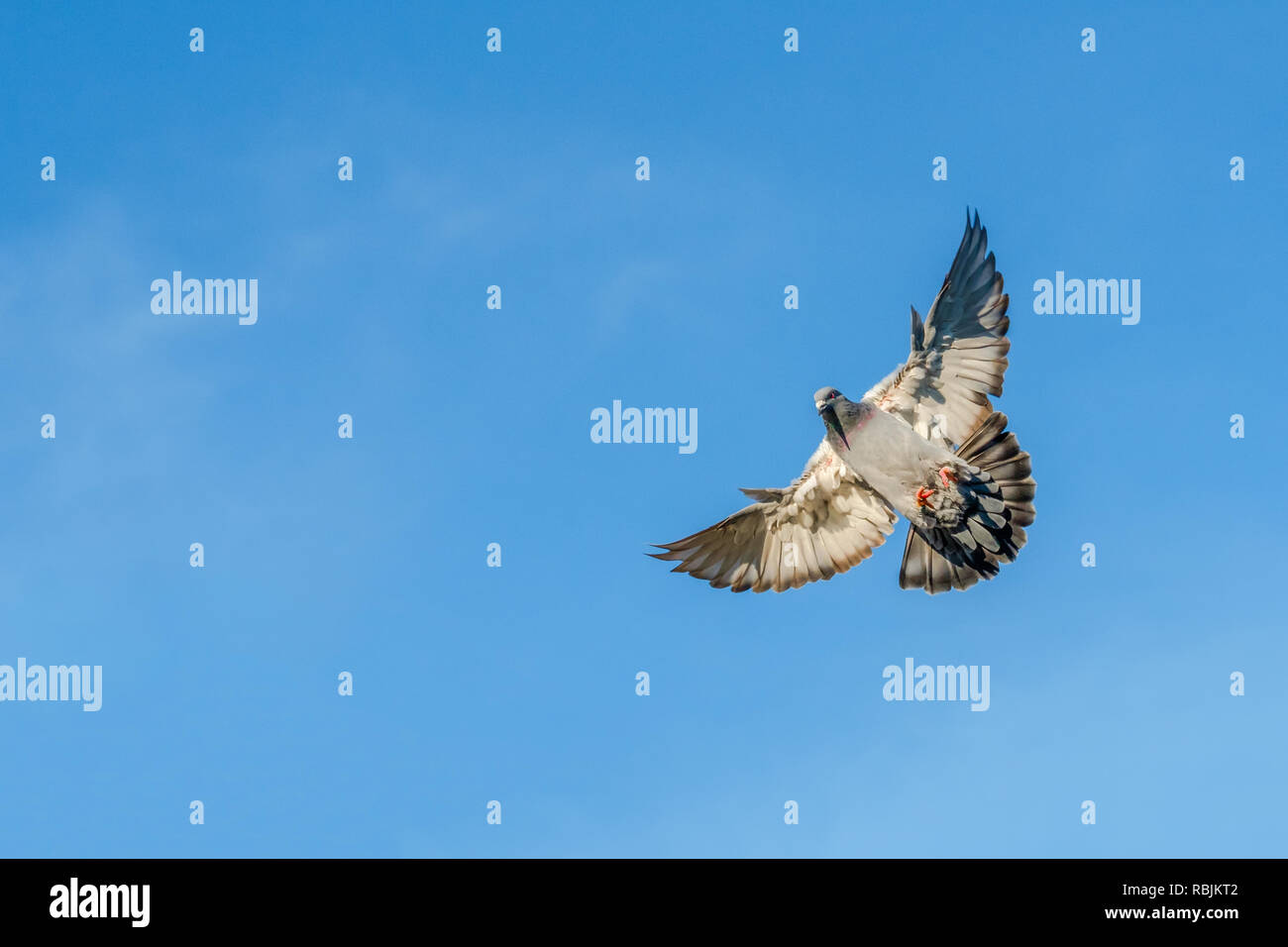 Carrier pigeon hi-res stock photography and images - Alamy
