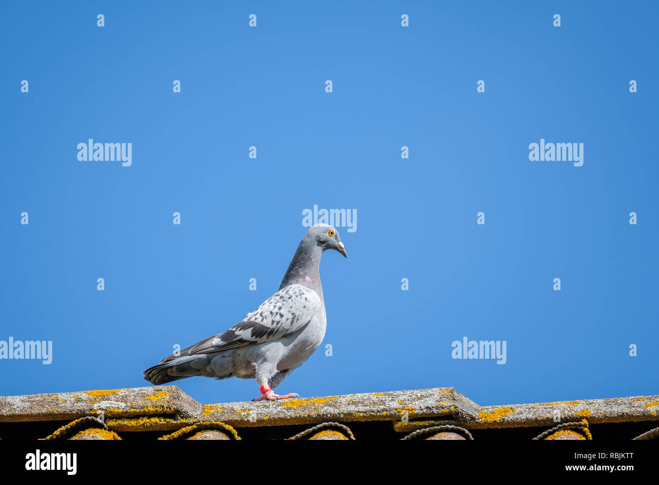 Racing Pigeon Wallpaper Pigeons
