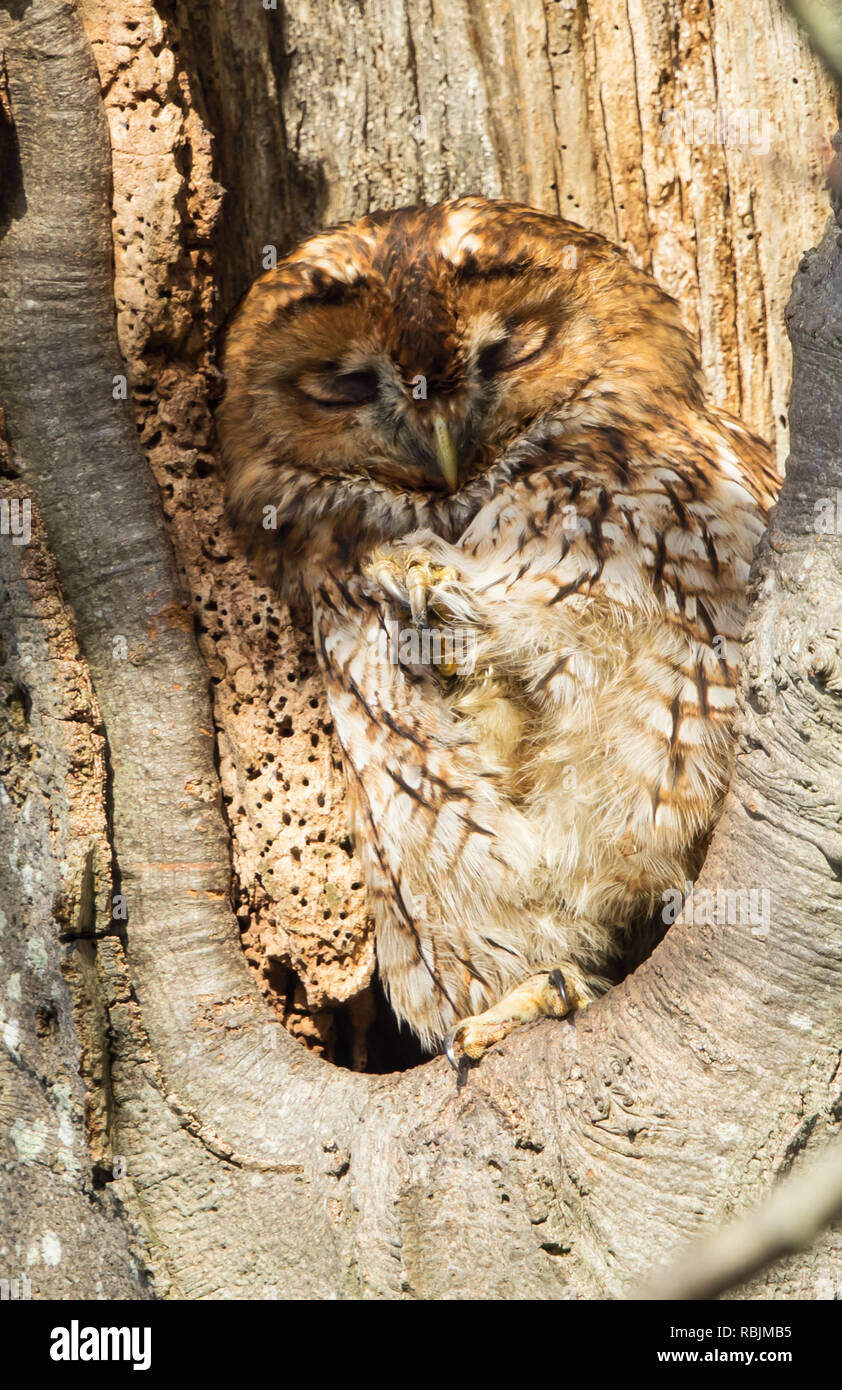 Tawny Owl roosting in a hole in a Beech tree Stock Photo - Alamy