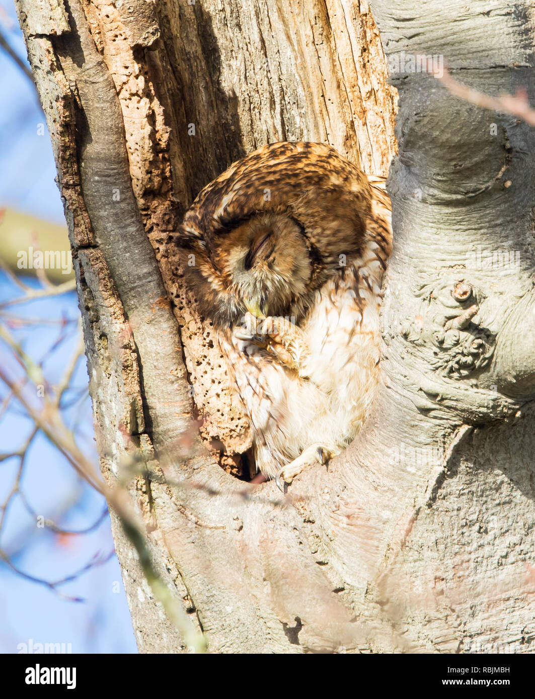 Tawny Owl roosting in a hole in a Beech tree Stock Photo - Alamy