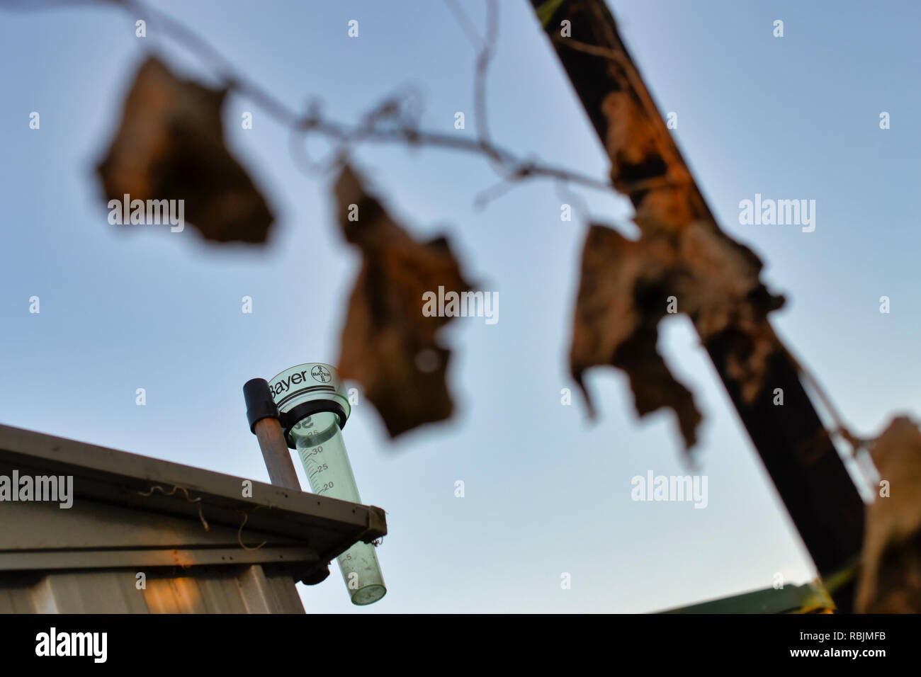 dead vine with empty rain gauge during drought rural Australia Stock ...