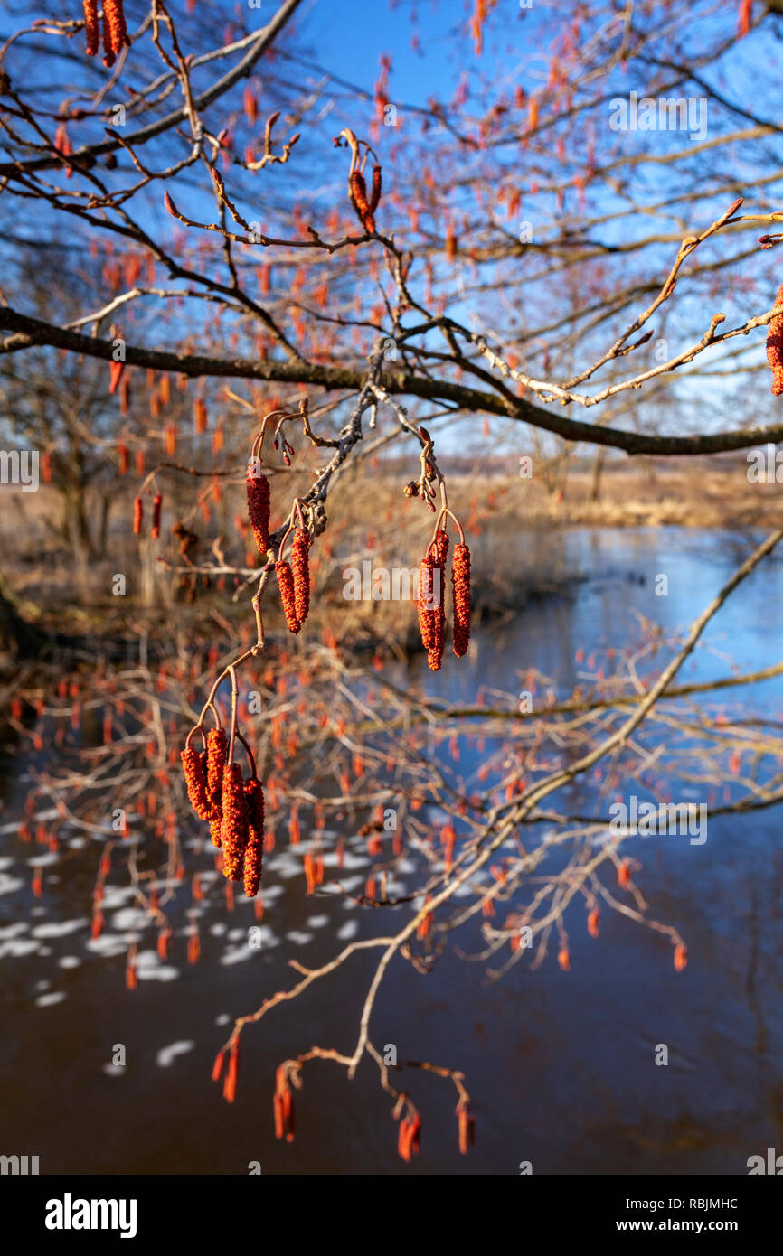 Alder tree flowers hi-res stock photography and images - Alamy