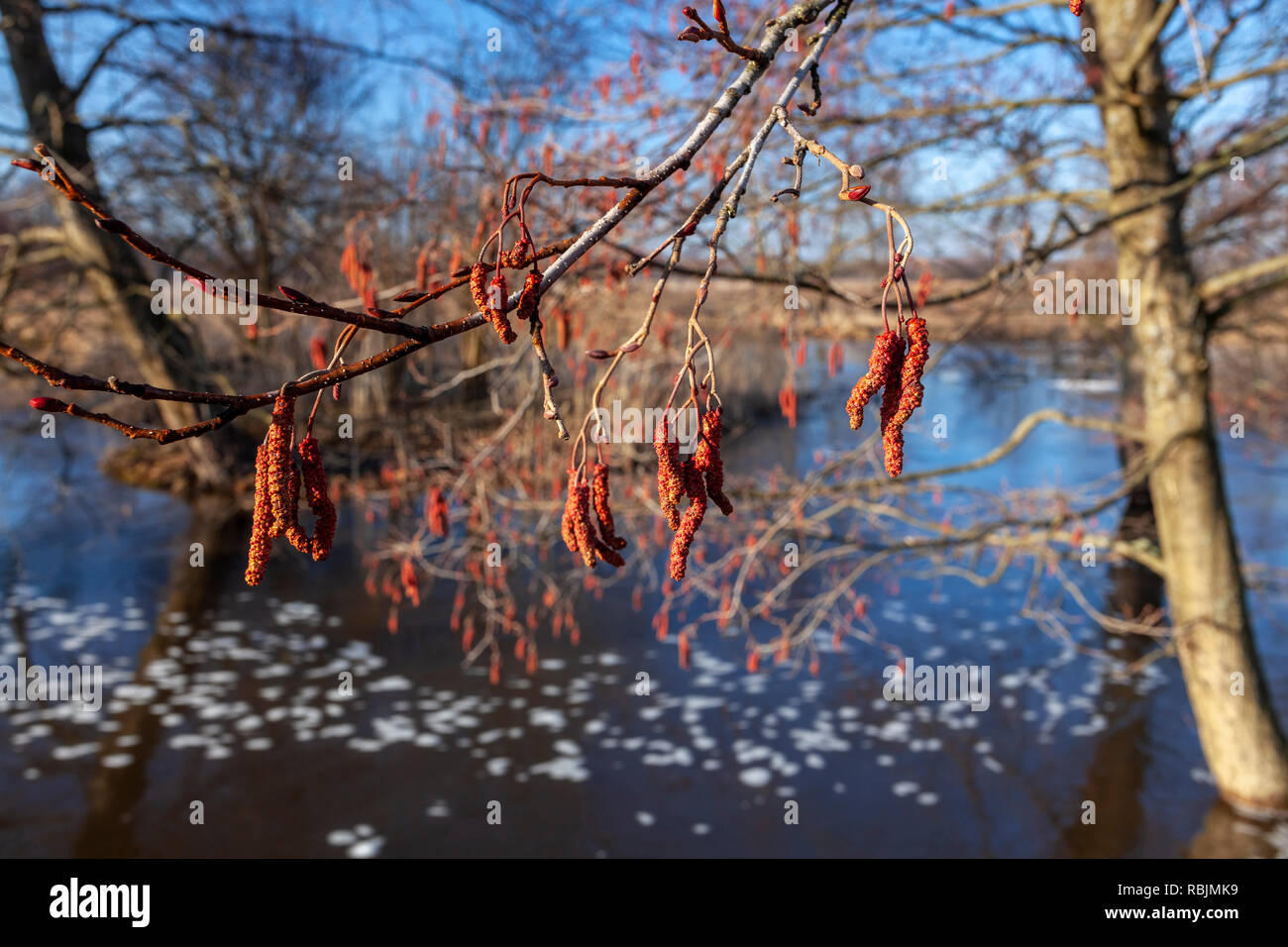 Alder tree flowers hi-res stock photography and images - Alamy