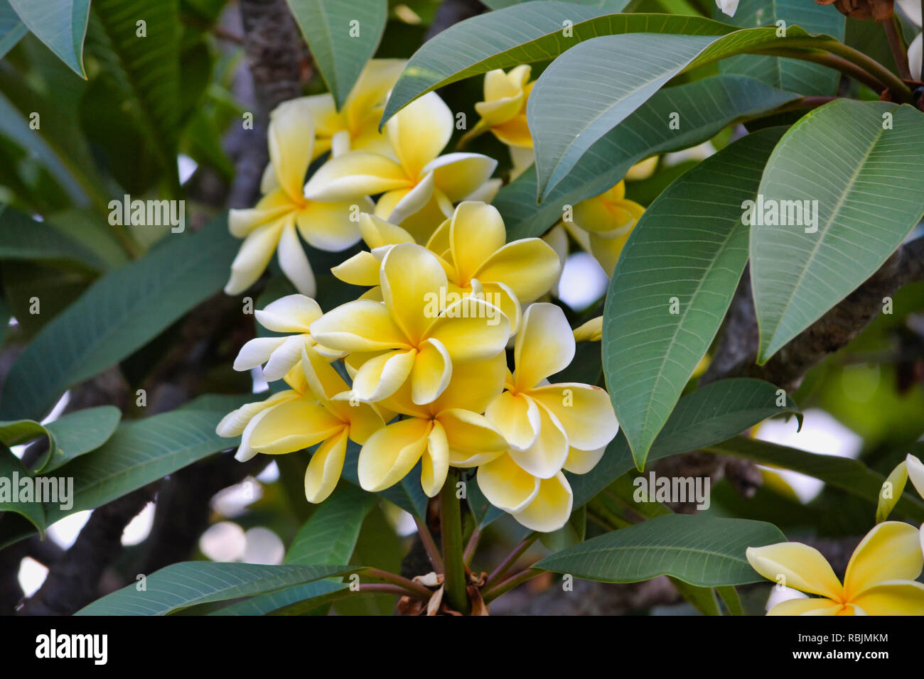 Frangipani natural hi-res stock photography and images - Alamy