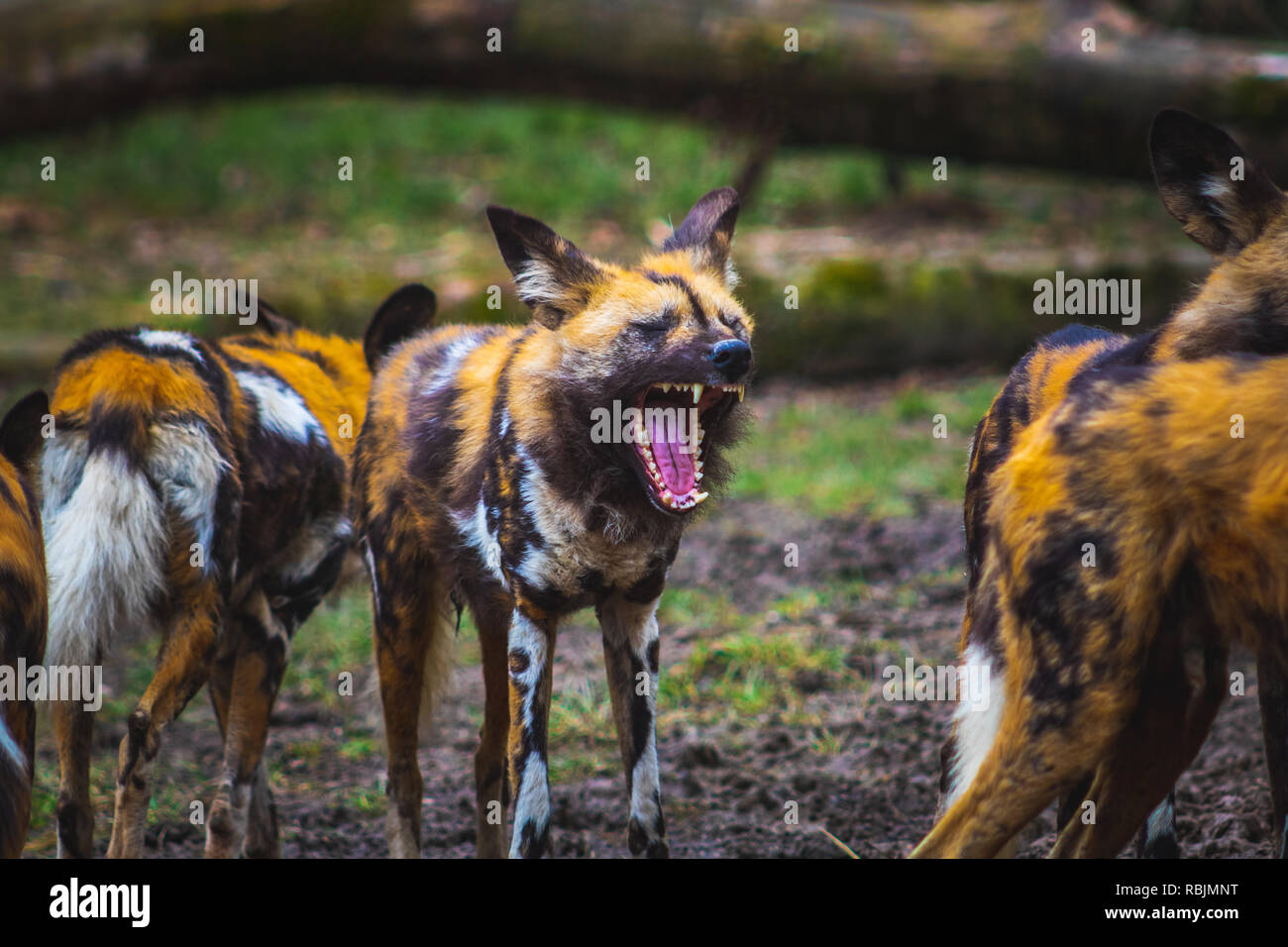 Hyena yawning hi-res stock photography and images - Alamy