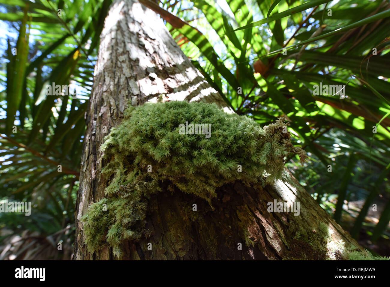 Moss on bark, rainforest Stock Photo - Alamy