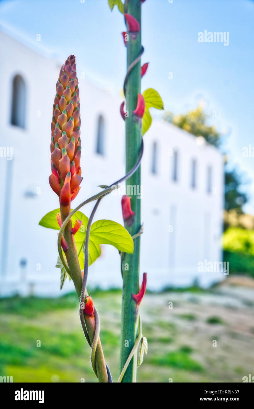Exotic red flowers Stock Photo - Alamy
