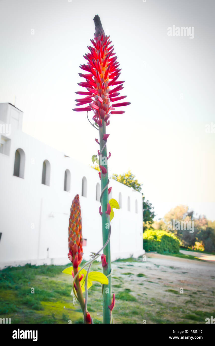 Exotic red flowers Stock Photo - Alamy