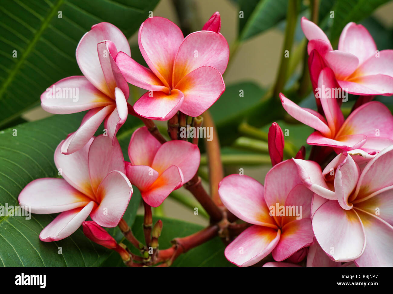 Red frangipani hi-res stock photography and images - Alamy