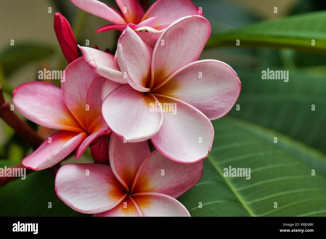 Red frangipani hi-res stock photography and images - Alamy
