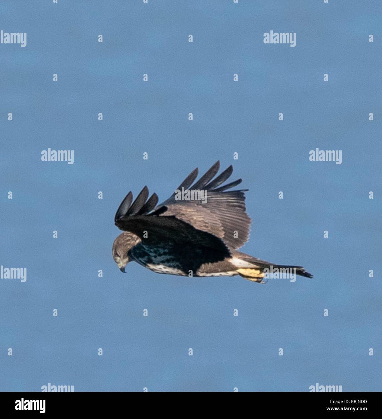 common buzzard in flight Stock Photo - Alamy