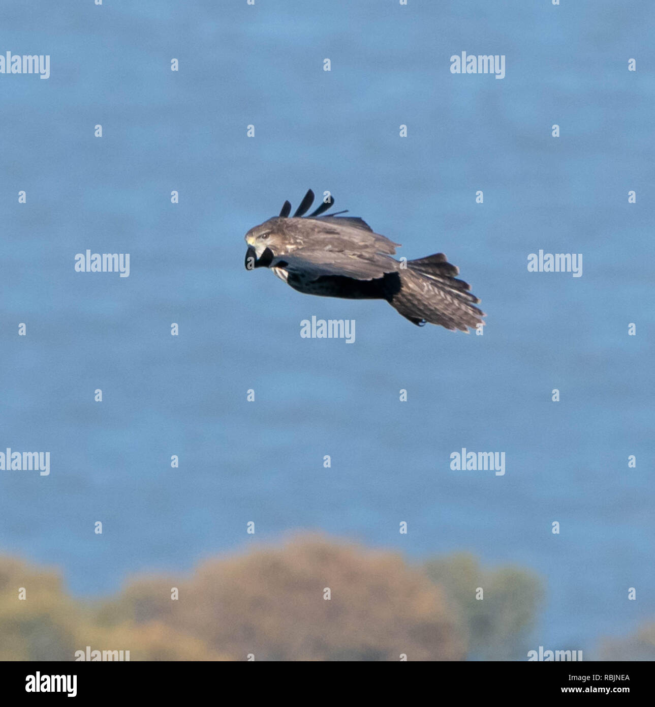 common buzzard in flight Stock Photo - Alamy