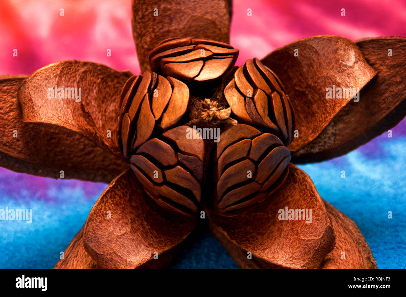 Mahogany tree flower High Resolution Stock Photography and Images - Alamy