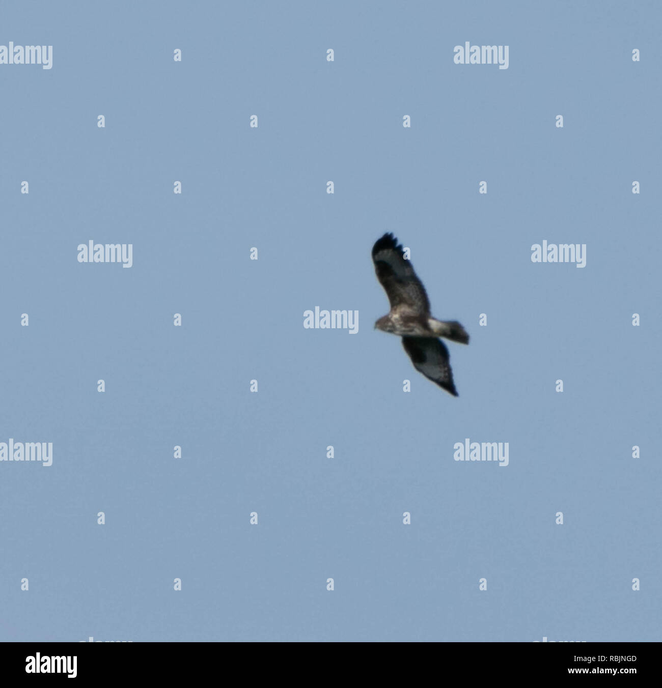 common buzzard in flight Stock Photo - Alamy