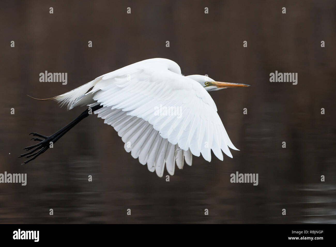 Great white egrets flying hi-res stock photography and images - Alamy