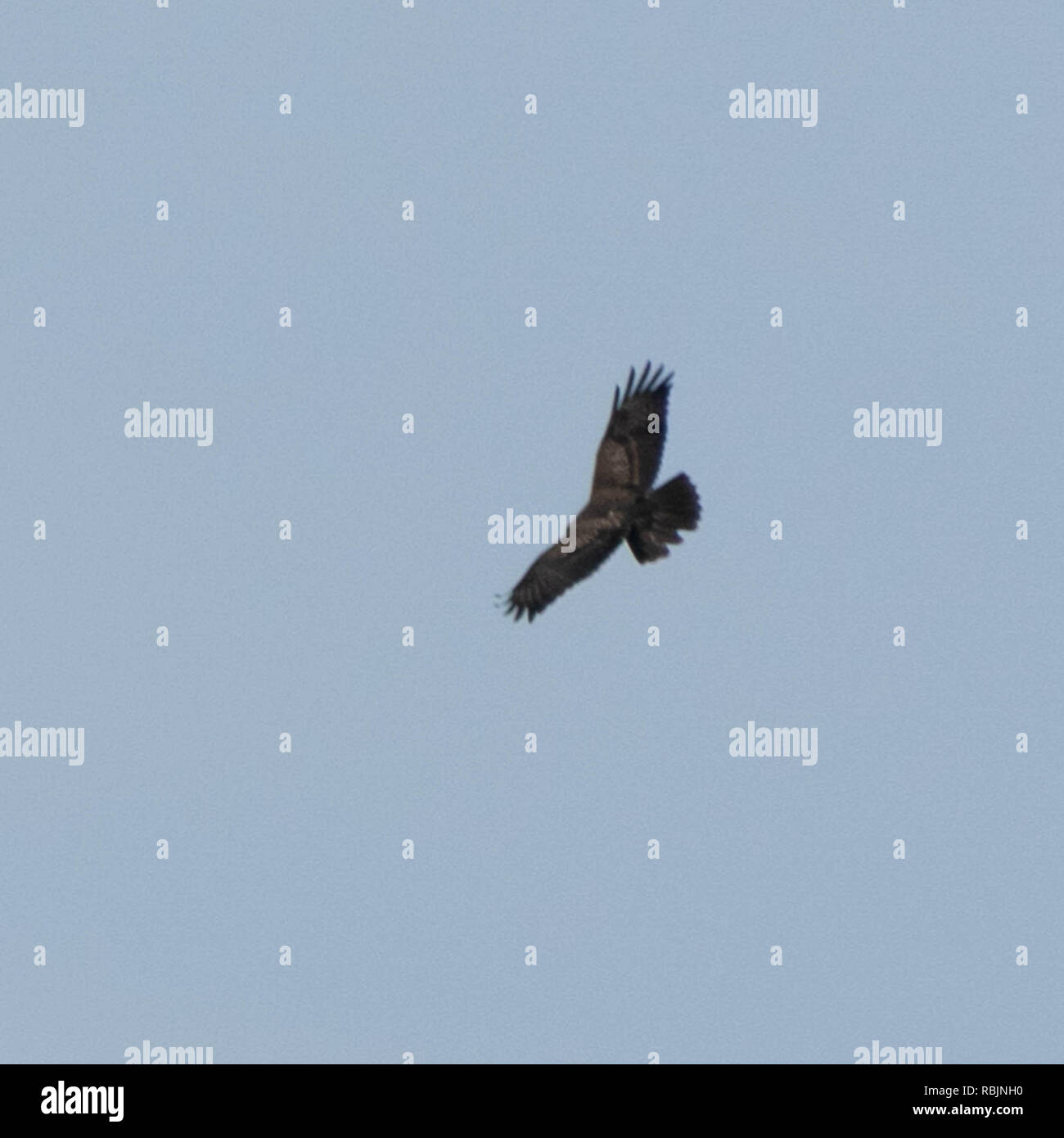 common buzzard in flight Stock Photo - Alamy