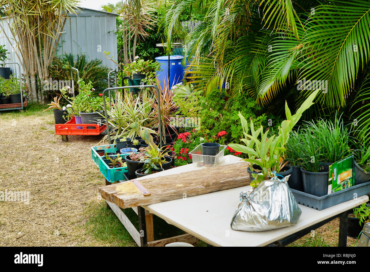 pot plant collection in backyard garden Stock Photo - Alamy