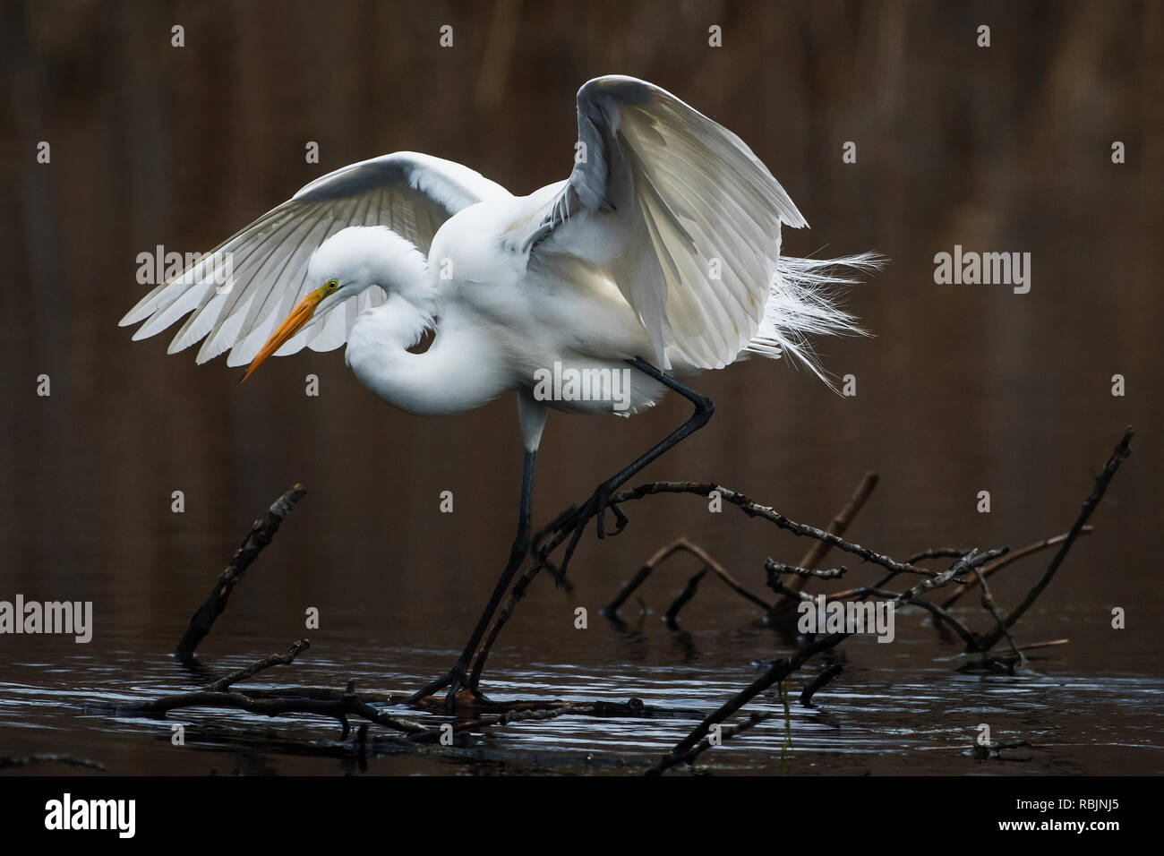 Great egret balancing on perch Stock Photo - Alamy