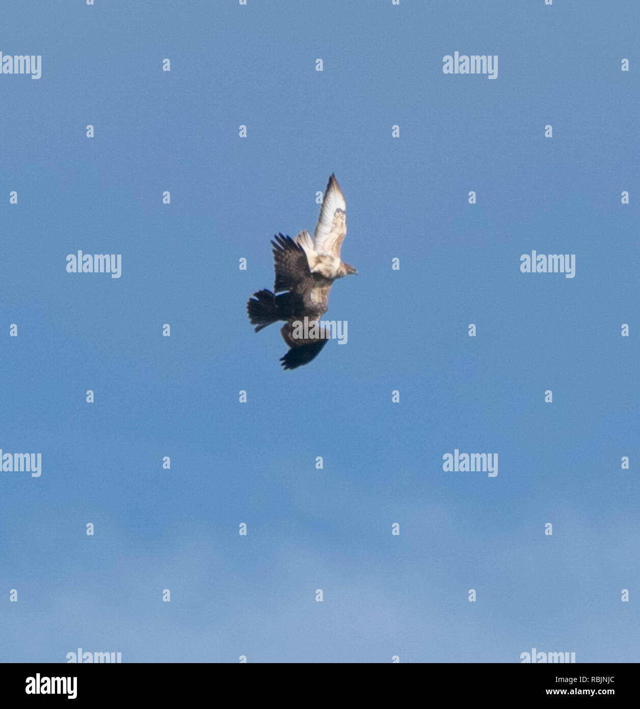 common buzzard in flight Stock Photo - Alamy