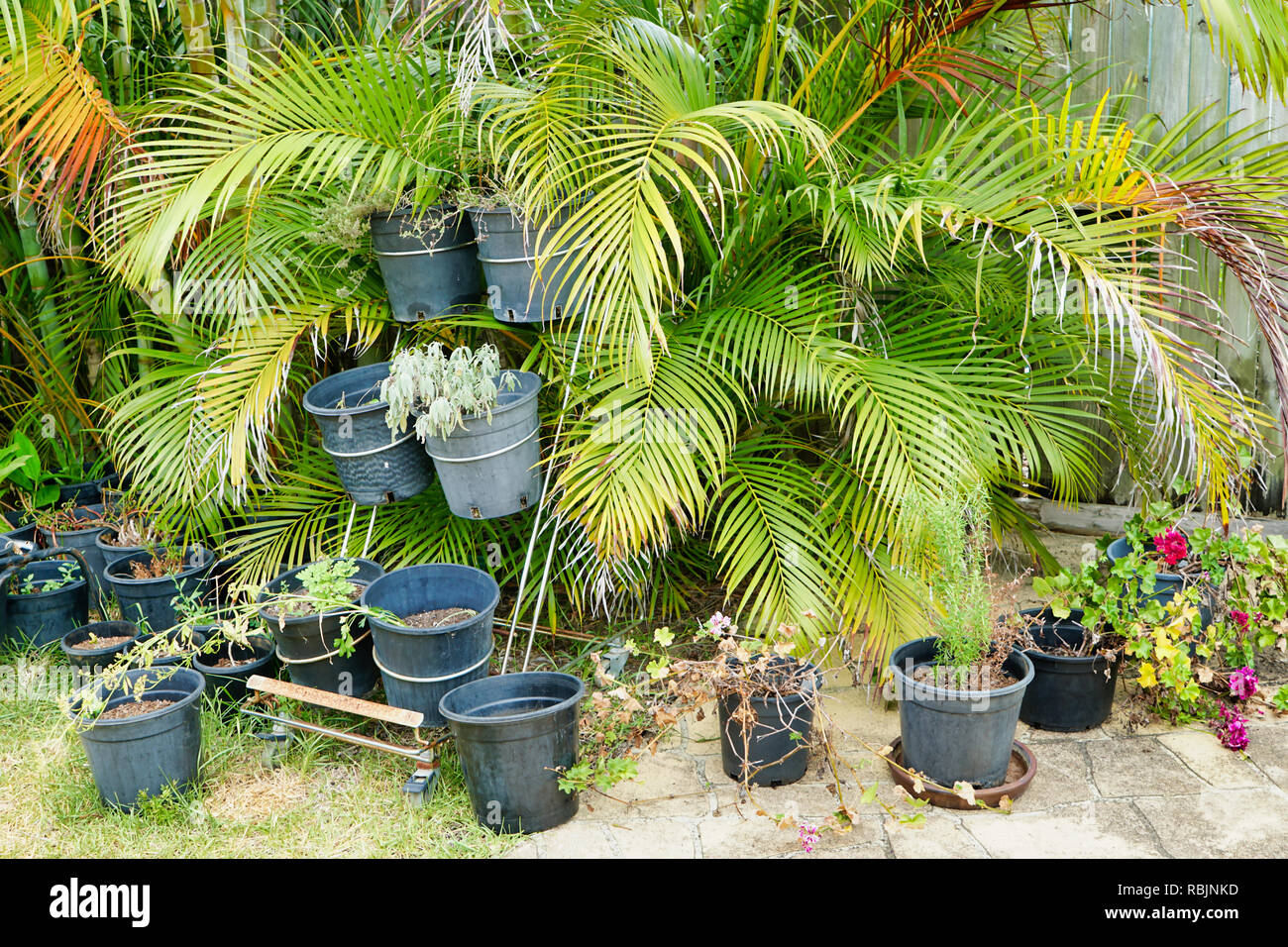 Succulent plants collection gardening in hi-res stock photography and ...