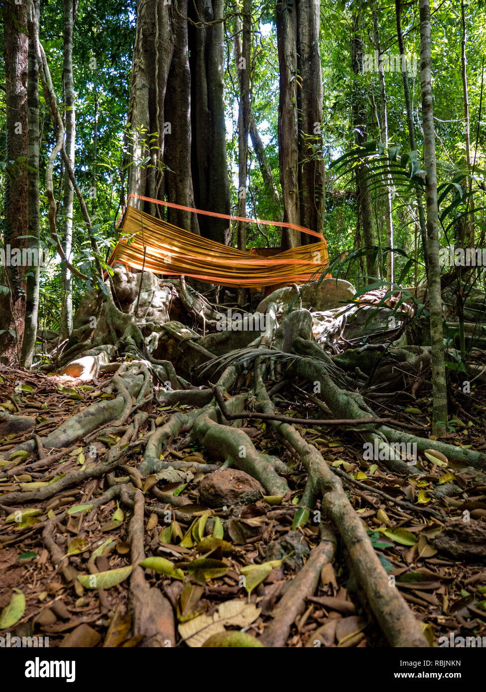 Roots of the Makka tree in Koh Kut, Thailand Stock Photo - Alamy