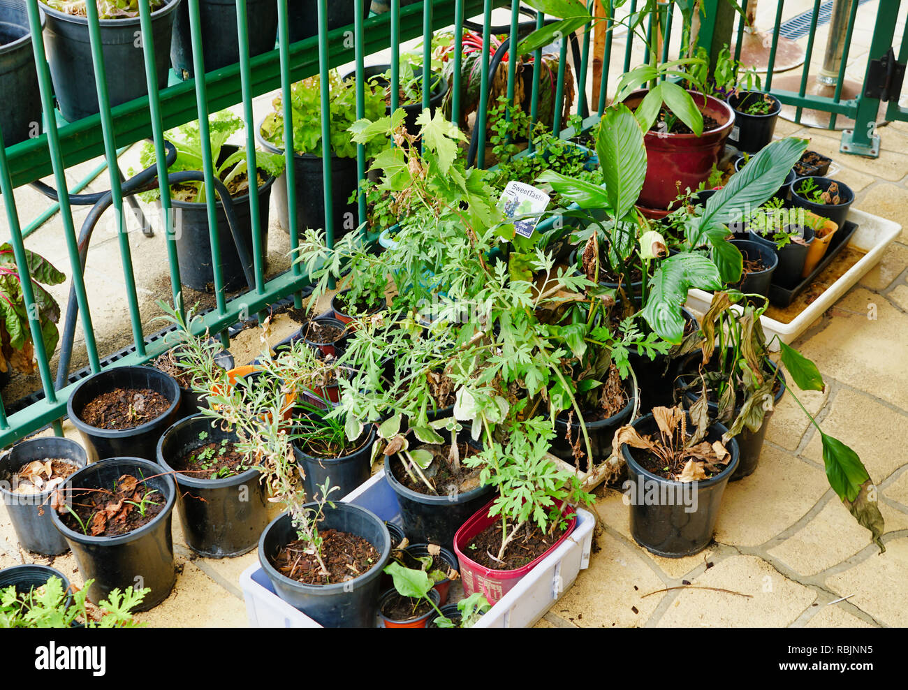Pot plants garden table hi-res stock photography and images - Alamy