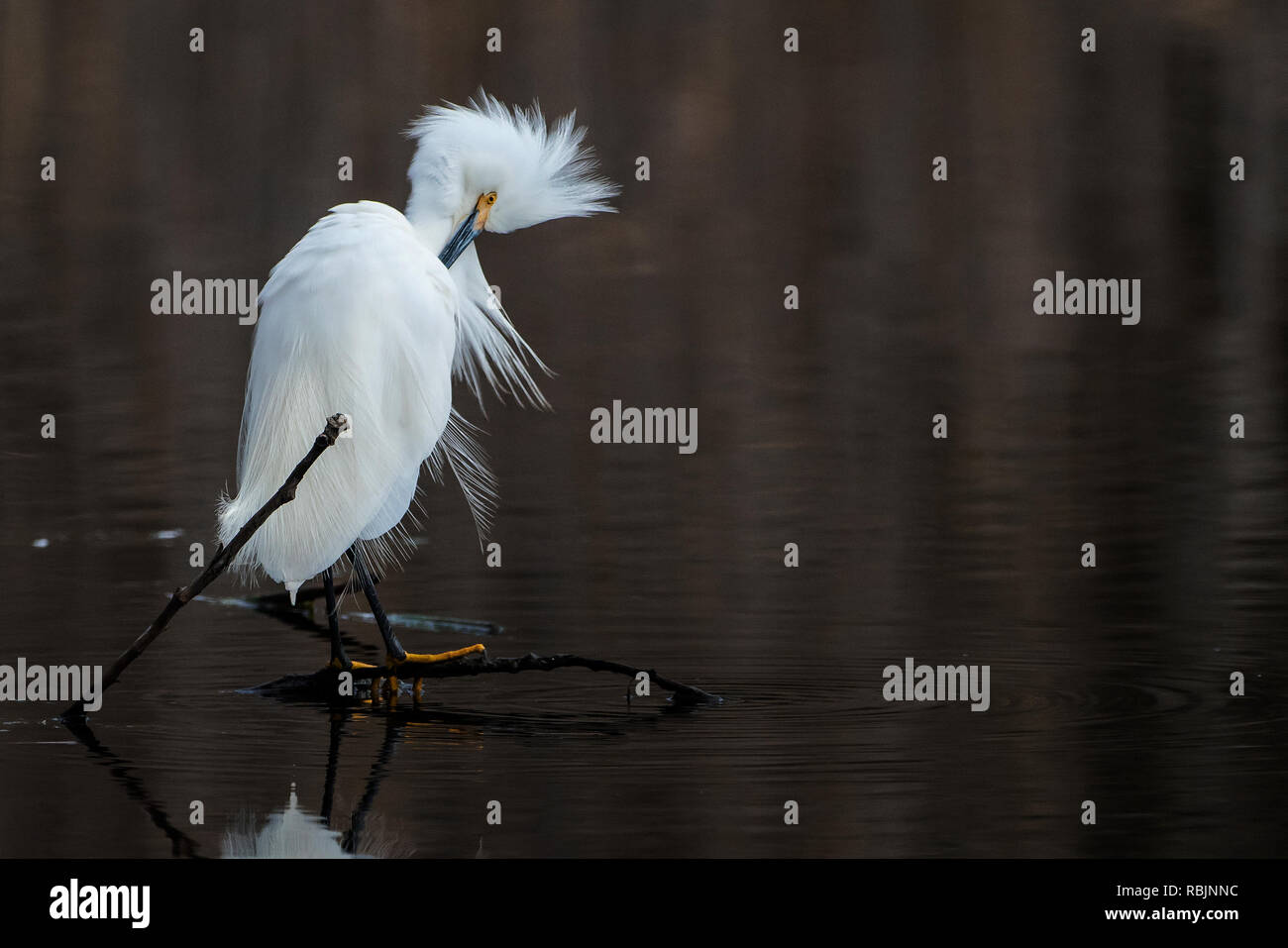 Preening birds hi-res stock photography and images - Alamy