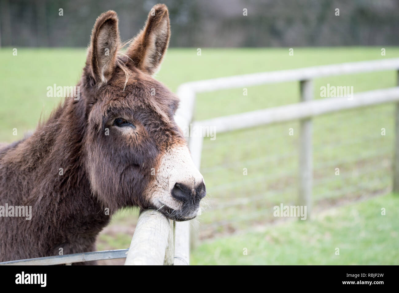 National donkey farm hi-res stock photography and images - Alamy