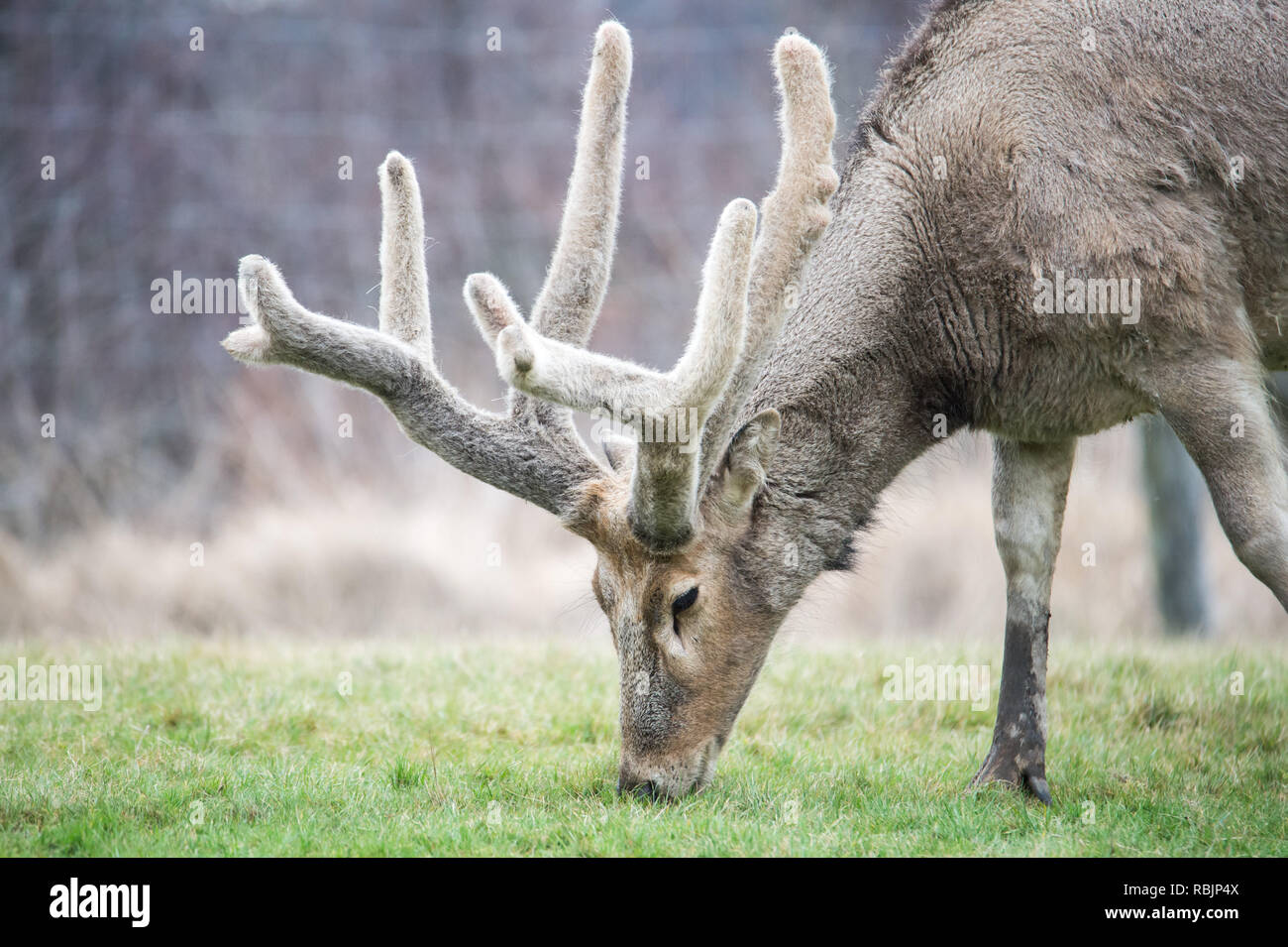 red deer in the forest Stock Photo - Alamy