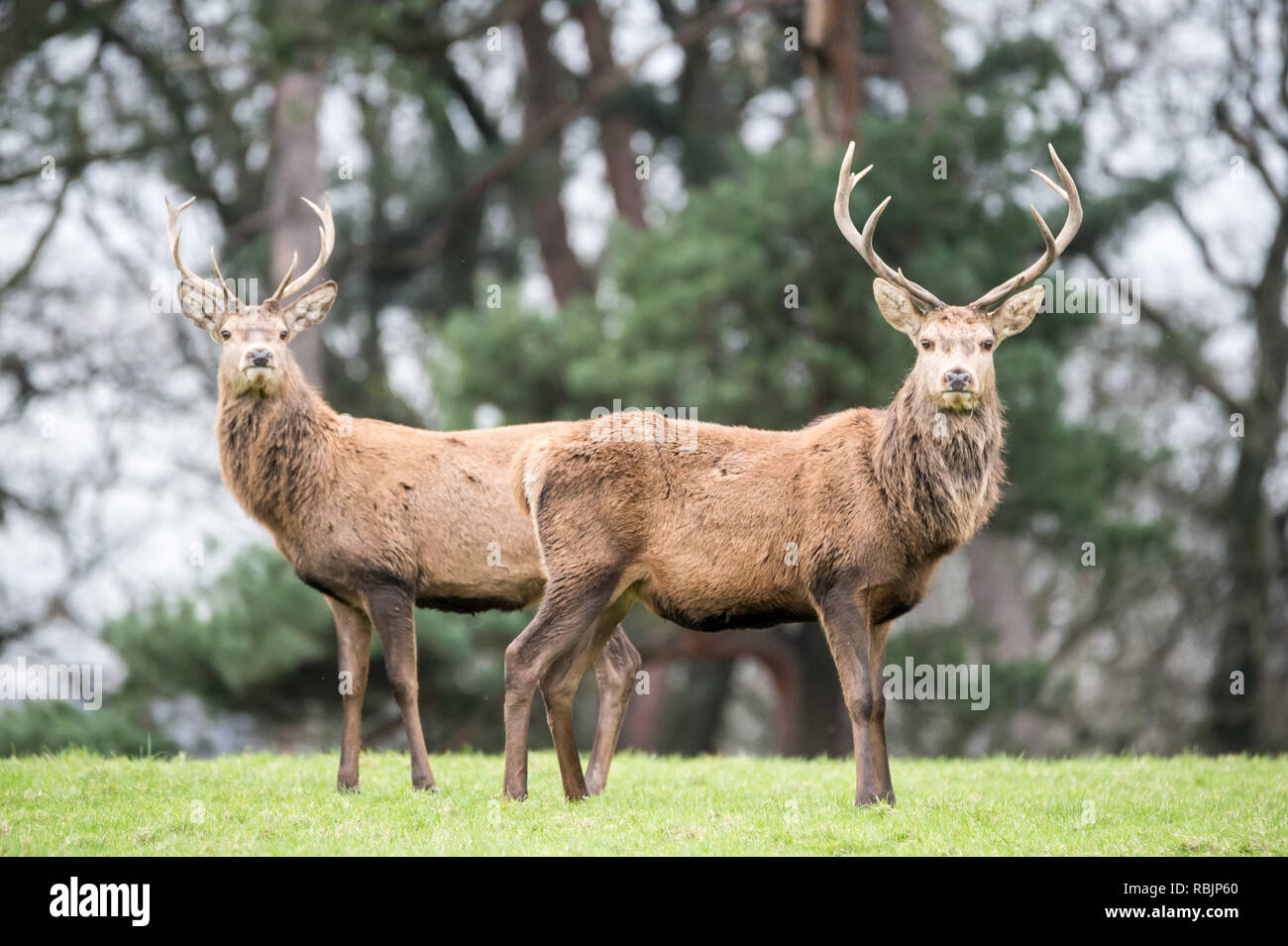 Red deer horns hi-res stock photography and images - Alamy